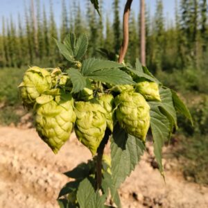 10 cosas que debes saber sobre el lúpulo | Cierzo Brewing Co.